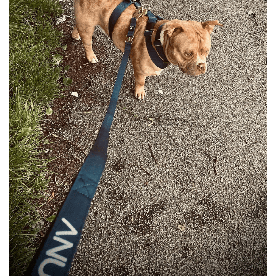 Tactical Leash | Military Grade | Black – Anubys